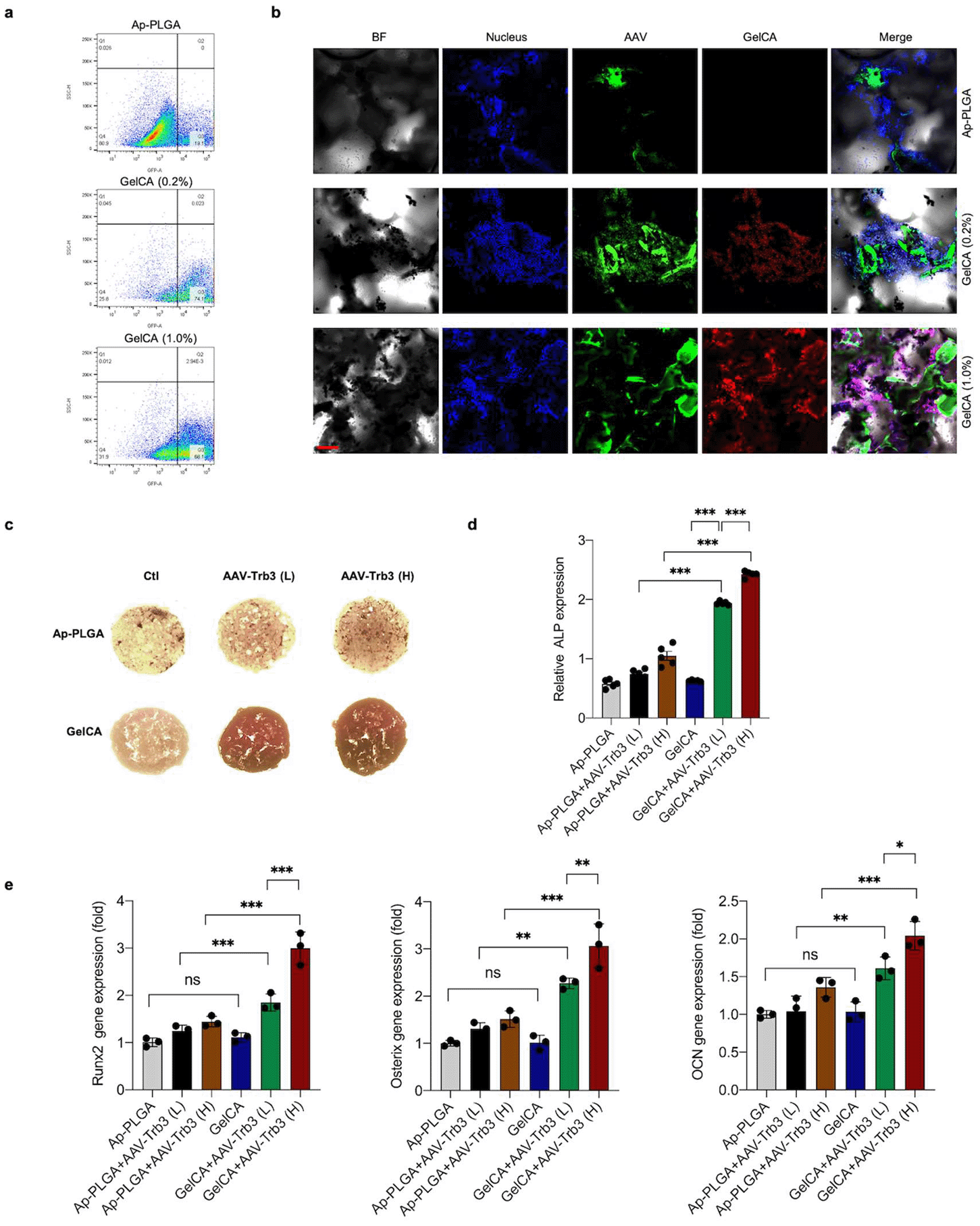 Premade Control Viruses - Lentivirus, AAV, Adenovirus & More | VectorBuilder